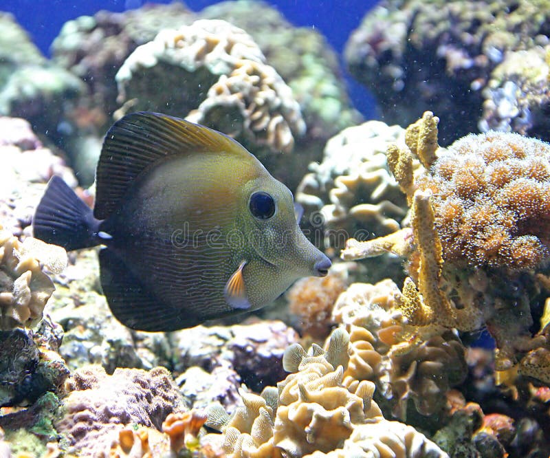 Brown Tang Fish 1 stock image. Image of cold, scales, poikilotherm ...