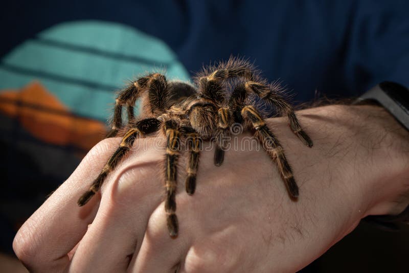 Brown Tarantula Spider on a Mans Hand Stock Image - Image of hairy ...