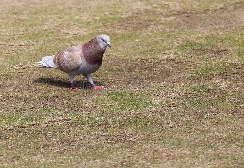 Taubenei stockbild. Bild von vögel, markt, hände, eier - 43455167