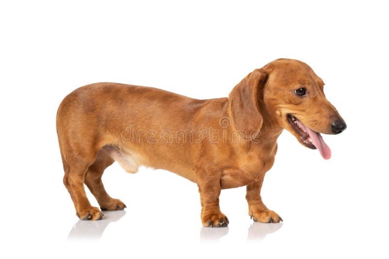 A Brown Teckel or Dachshund Pure Breed Dog Learns To Jump Over ...