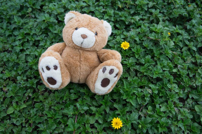 Brown teddy bear stock image. Image of plush, revival - 41809187