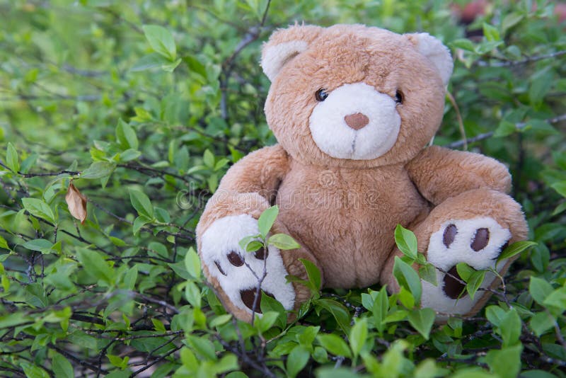 Brown teddy bear stock image. Image of single, animal - 54312109