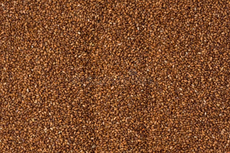 Brown Teff Grains stock photo. Image of ingredient, brown - 84093934