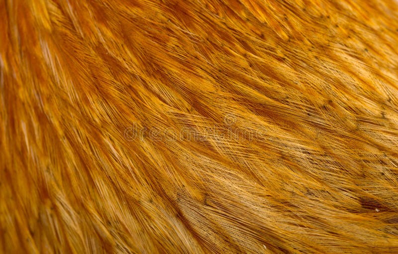 Brown Texture of Bird Feathers Stock Photo - Image of brown, texture ...