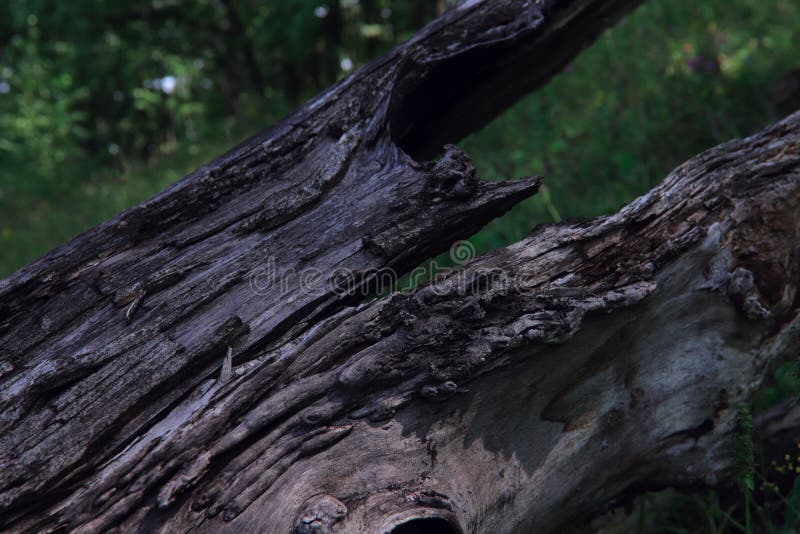 Brown Texture of an Old Tree. Abstraction Stock Image - Image of black ...