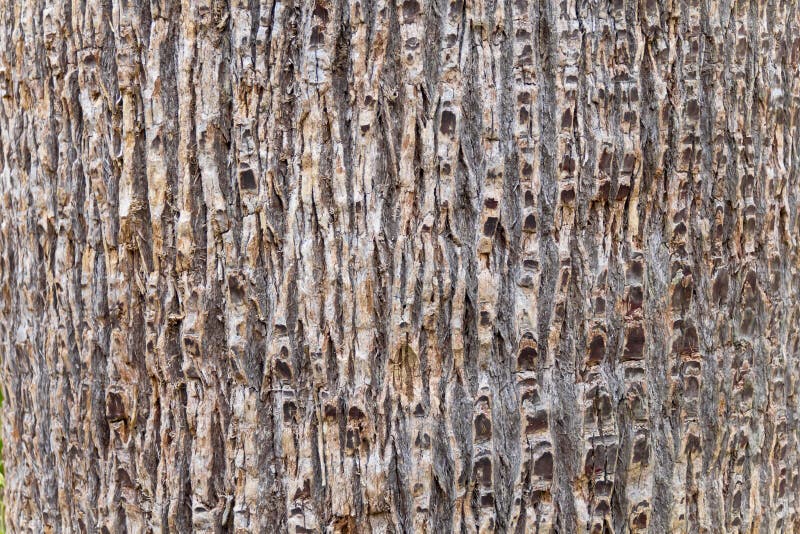 Brown texture stem tree stock photo. Image of wood, plant - 91948878