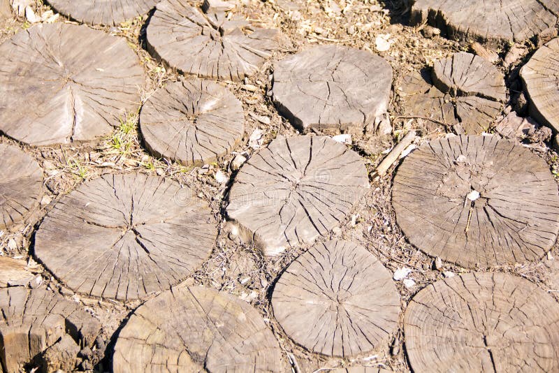 Texture stem plant stock photo. Image of texture, branch - 275804494