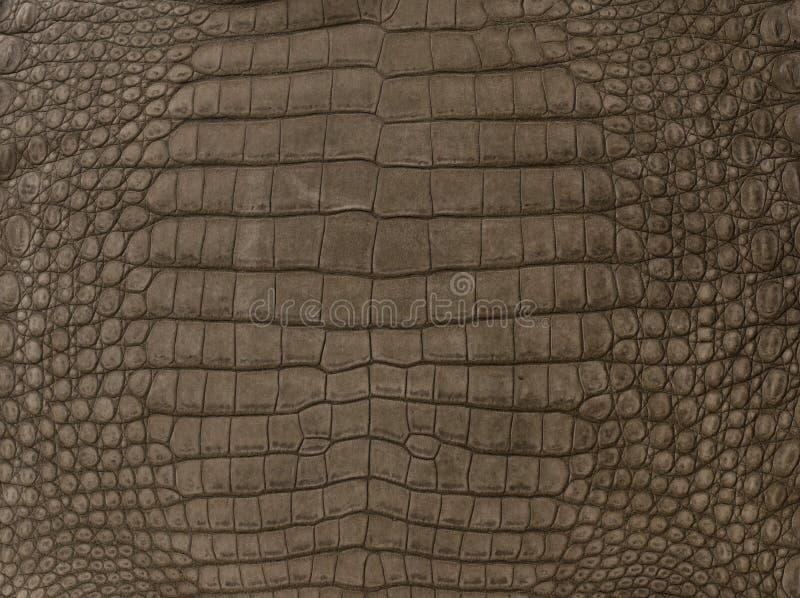 Brown Textured Crocodile Skin Stock Image - Image of texture, dark: 8165851