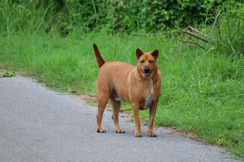1 Brown Thai Dog Standing on a Street Outdoors, Selectable Focus. Stock ...