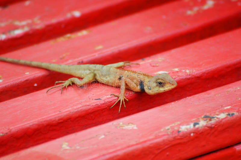 Brown thai lizard stock photo. Image of thailand, nature - 41373096