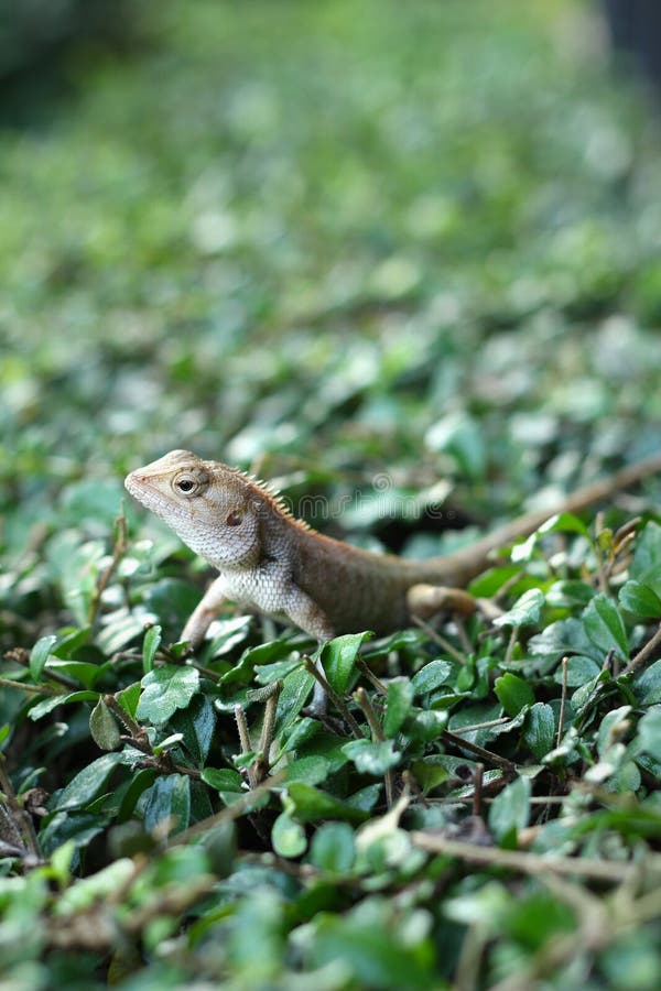 Brown thai lizard on tree stock image. Image of species - 54067853