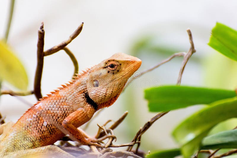 Brown Thai Lizard on the Tree, Reptile Animal Stock Image - Image of ...