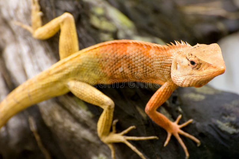 Brown Thai Lizard on the Tree, Reptile Animal Stock Photo - Image of ...