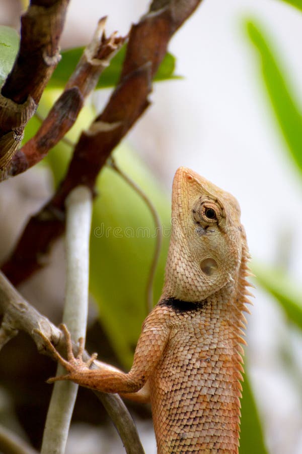 Brown Thai Lizard on the Tree, Reptile Animal Stock Image - Image of ...
