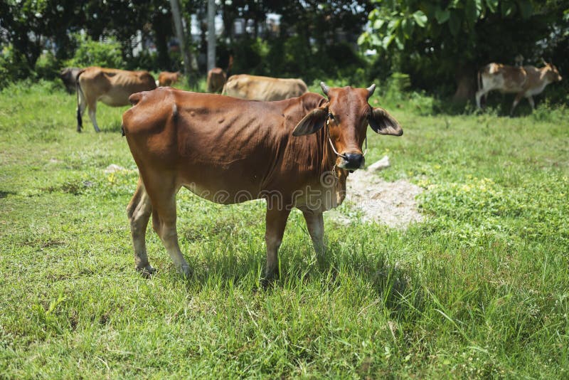 Brown Thai Young Bull with Its Herd in the Meadow Stock Image - Image ...