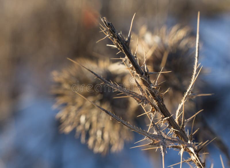Brown Thistle Stem in Winter Stock Image - Image of floral, closeup ...