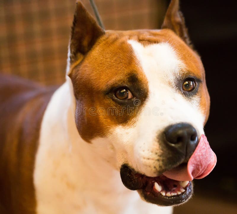 Brown Thoroughbred American Pit Bull Terrier Dog Stock Photo - Image of ...