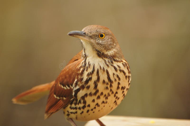 Brown Thrasher Flying Out of the Nest. Stock Photo - Image of rufum ...