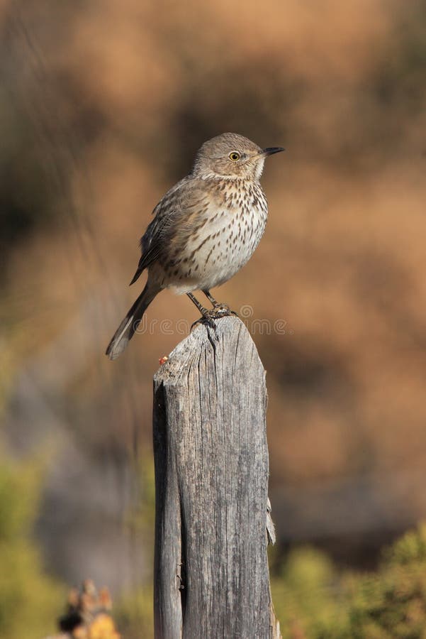 Brown Thrasher Flying Out of the Nest. Stock Photo - Image of rufum ...