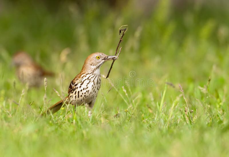 Brown Thrasher Gathering Sticks Stock Photo - Image of bird, eyes: 9430642