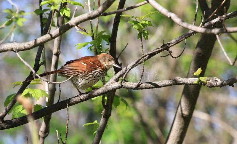 Brown Thrasher Perched in Sun Stock Image - Image of thrasher, animal ...