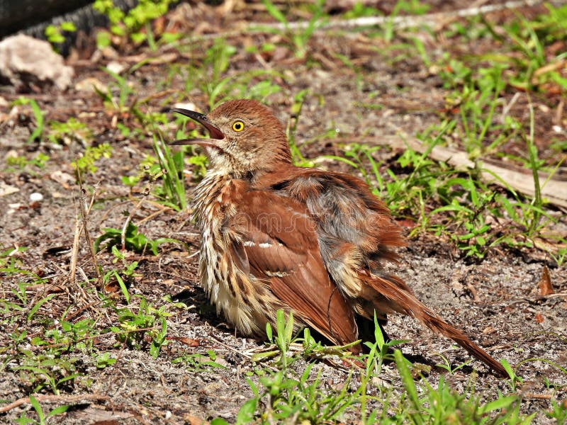 Brown Thrasher (Toxostoma Rufum) Stock Photo - Image of brown, ground ...