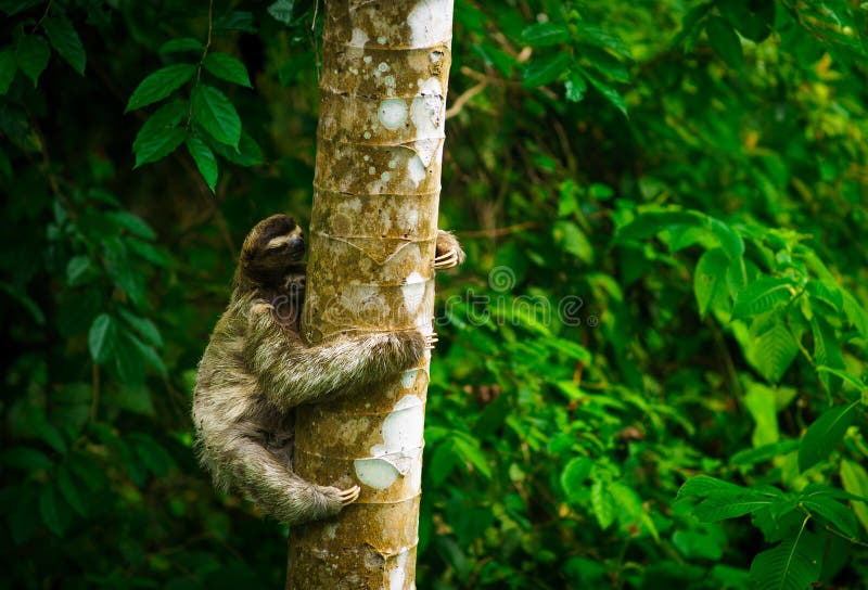 Brown-throated Sloth with Baby Climbs on a Tree Stock Image - Image of ...