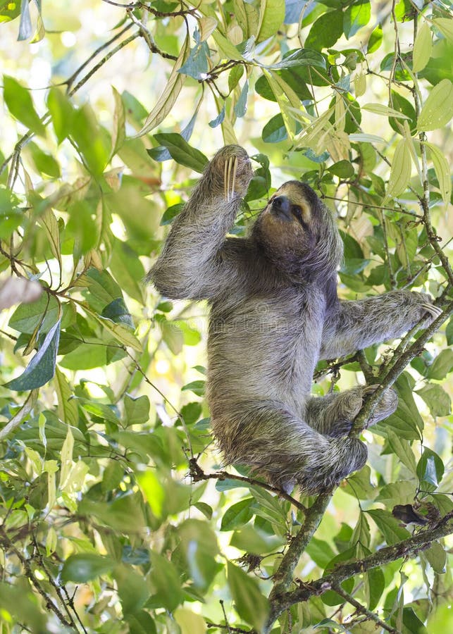 Brown-Throated Sloth Bradypus Variegatus Stock Image - Image of exotic ...