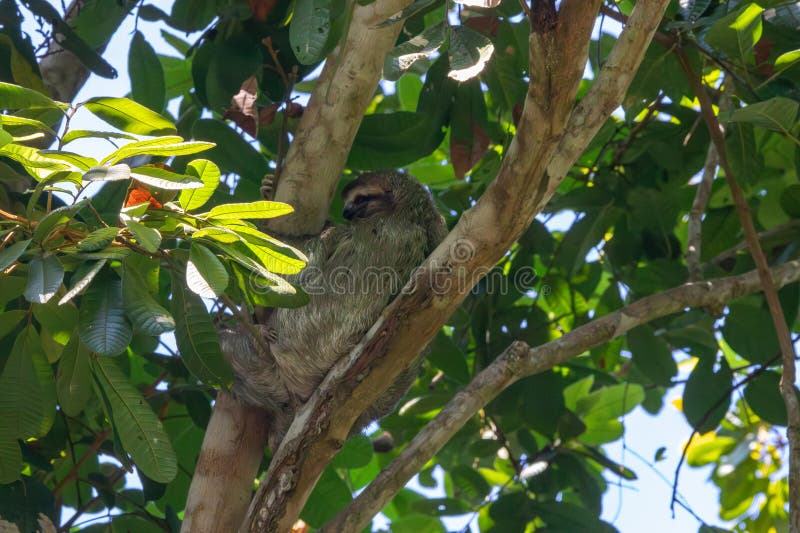 A Brown-throated Three-toed Sloth in Costa Rica Stock Image - Image of ...