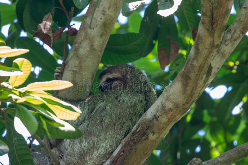 A Brown-throated Three-toed Sloth in Costa Rica Stock Photo - Image of ...