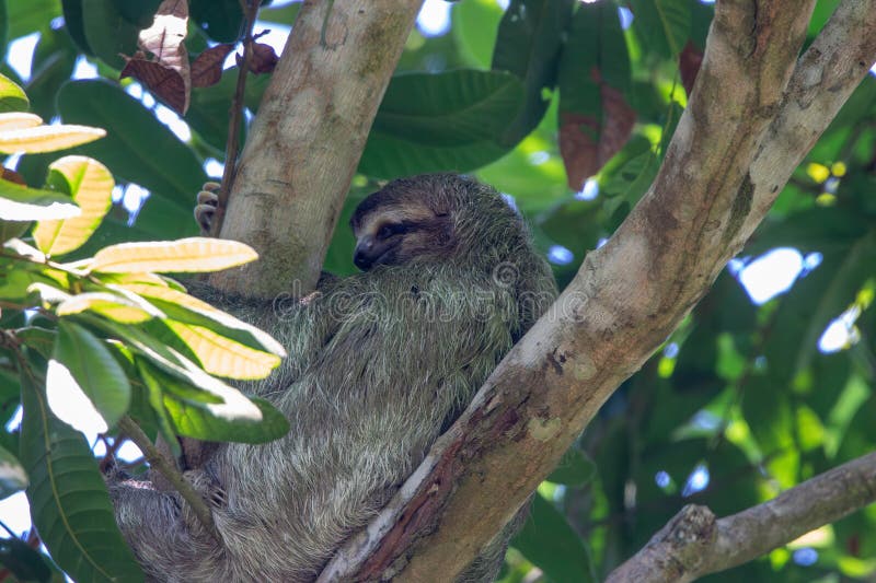 A Brown-throated Three-toed Sloth in Costa Rica Stock Photo - Image of ...