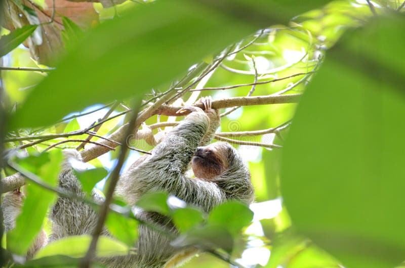 Brown-throated Three-toed Sloth Hanging in a Tree Stock Photo - Image ...