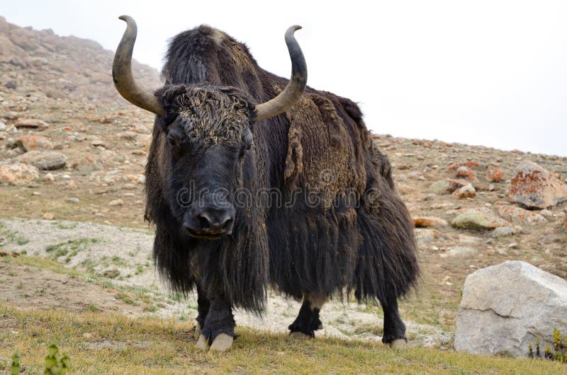 Brown tibetan yak stock image. Image of agriculture, tour - 29226929