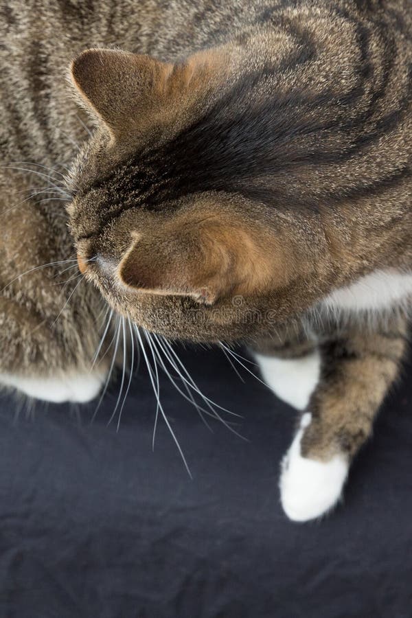 Brown tiger cat from above stock photo. Image of nature - 266150108