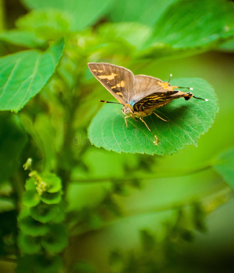 Tiny butterfly stock image. Image of flower, green, little - 120915885
