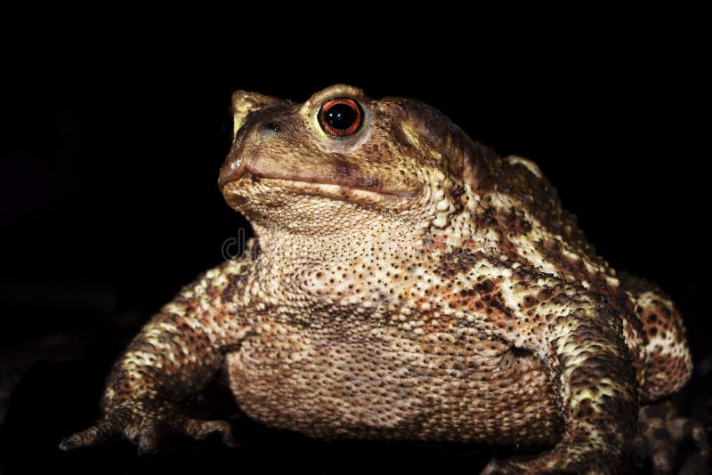 Brown toad stock photo. Image of black, large, isolated - 10290146