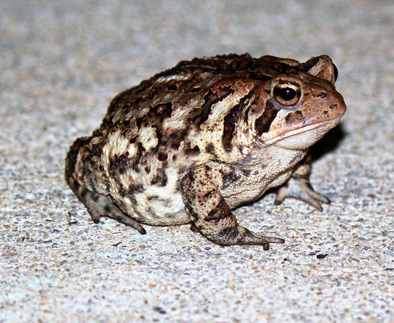 Brown Toad stock image. Image of jump, toad, outside - 95633929