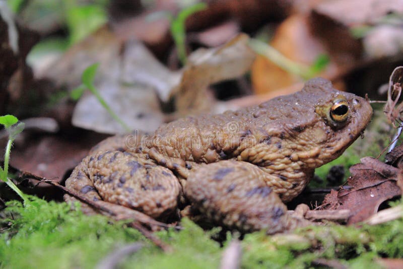 Brown Toad stock image. Image of reptile, nature, brown - 38620761