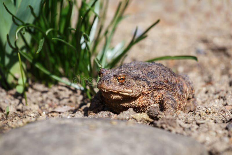 Brown toad in the garden stock image. Image of looking - 39348925
