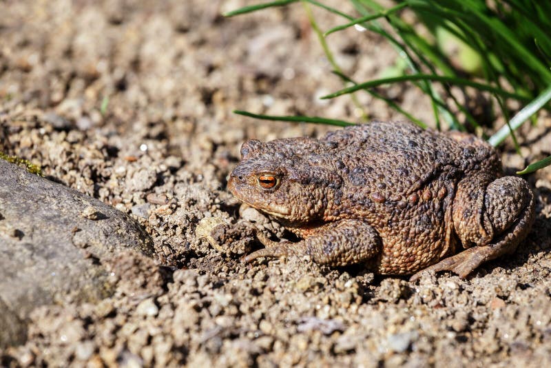 Brown toad in the garden stock photo. Image of animal - 39348922