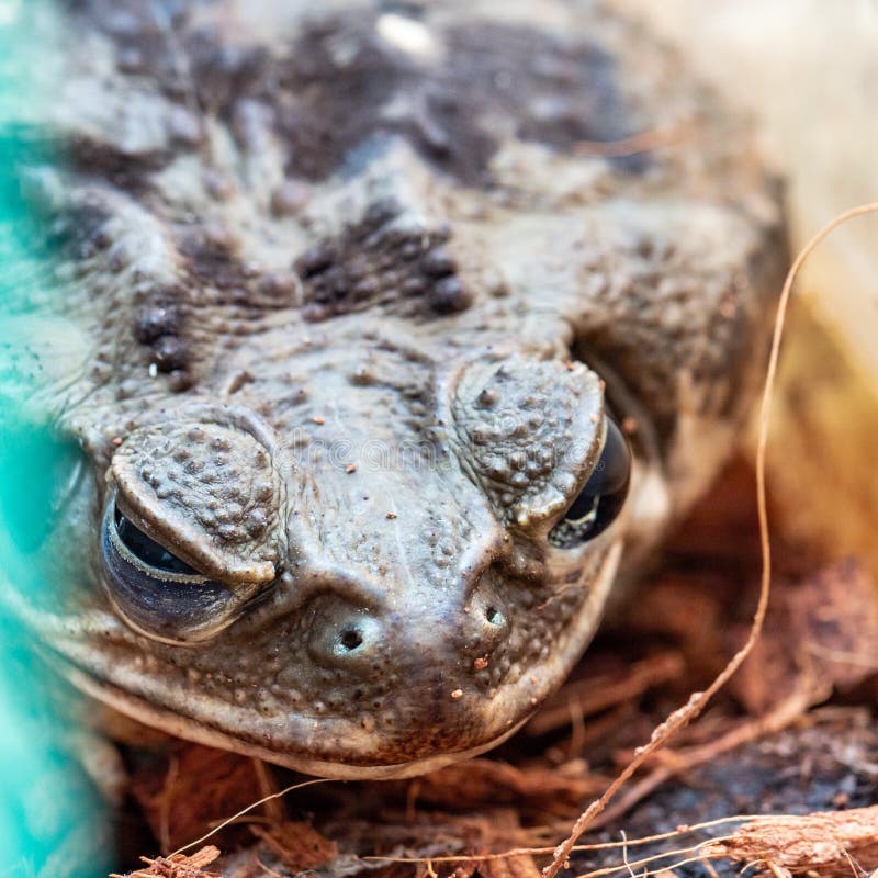 Brown Toad With Green Head In Water Pond Stock Image - Image of bows ...