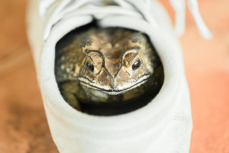 Brown toad stock image. Image of brown, poisonous, animal - 76406381