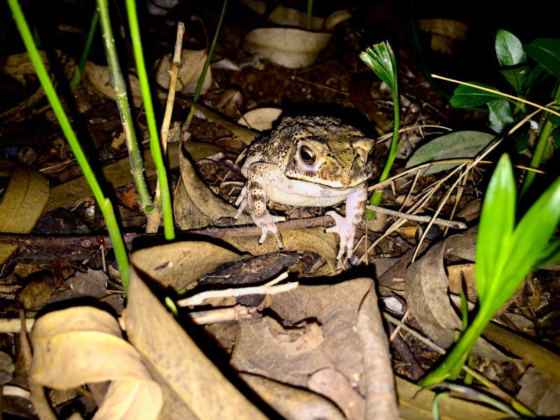 Stout Toad Stock Photos - Free & Royalty-Free Stock Photos from Dreamstime