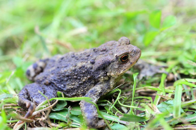 The brown Toad in Nature stock photo. Image of mouth - 44656552