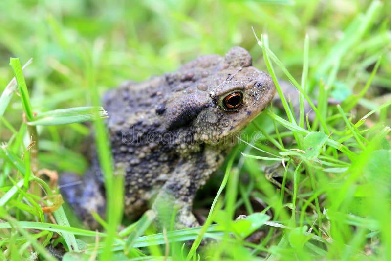 The brown Toad in Nature stock photo. Image of bufo, organism - 44656556