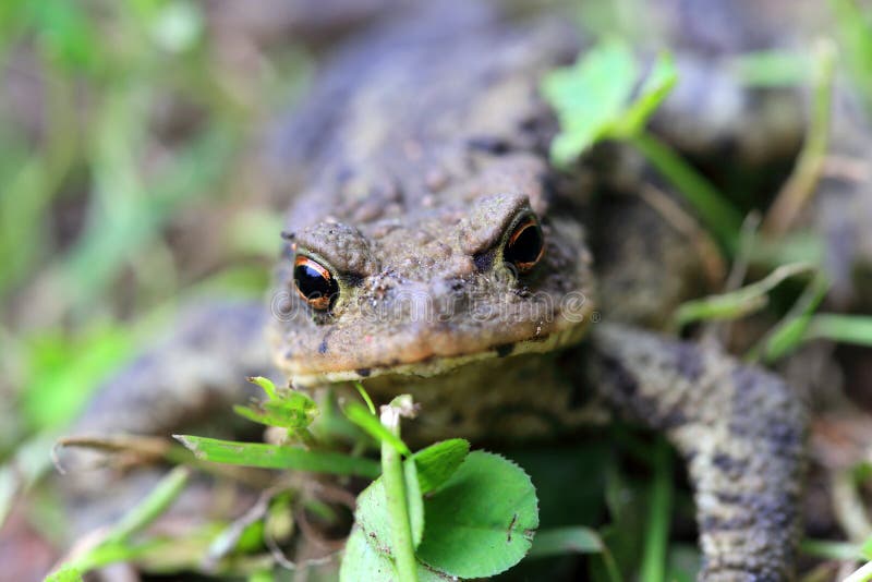 The brown Toad in Nature stock photo. Image of skin, frog - 44656632