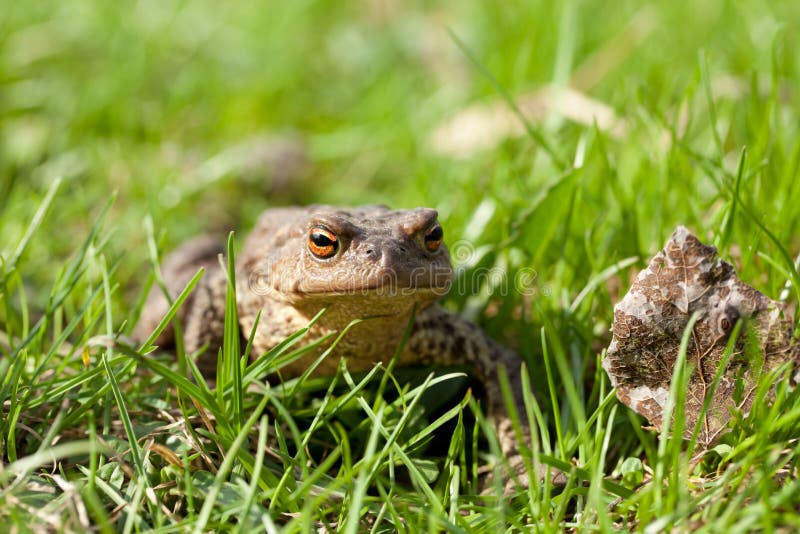 Toad sits in a grass stock photo. Image of animal, natural - 195590296