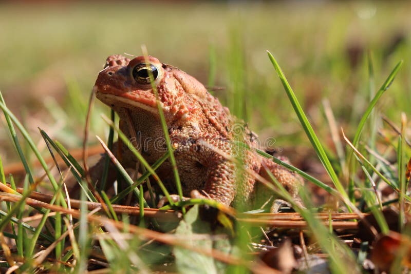 Brown Toad Sitting in the Grass Stock Photo - Image of land, frog ...