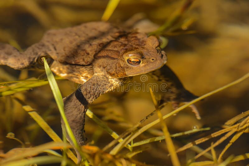 Brown Toad Swimming in Water Stock Image - Image of environmental ...