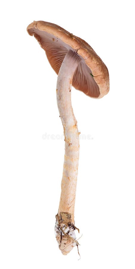 Brown Toadstool With Thin Stem Isolated On White Stock Photo - Image of ...